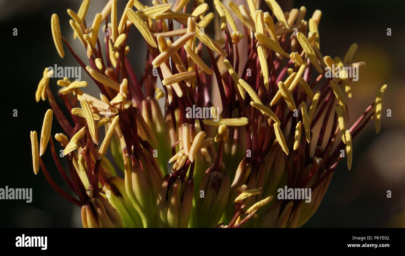 Agave plant in bloom Stock Photo - Alamy