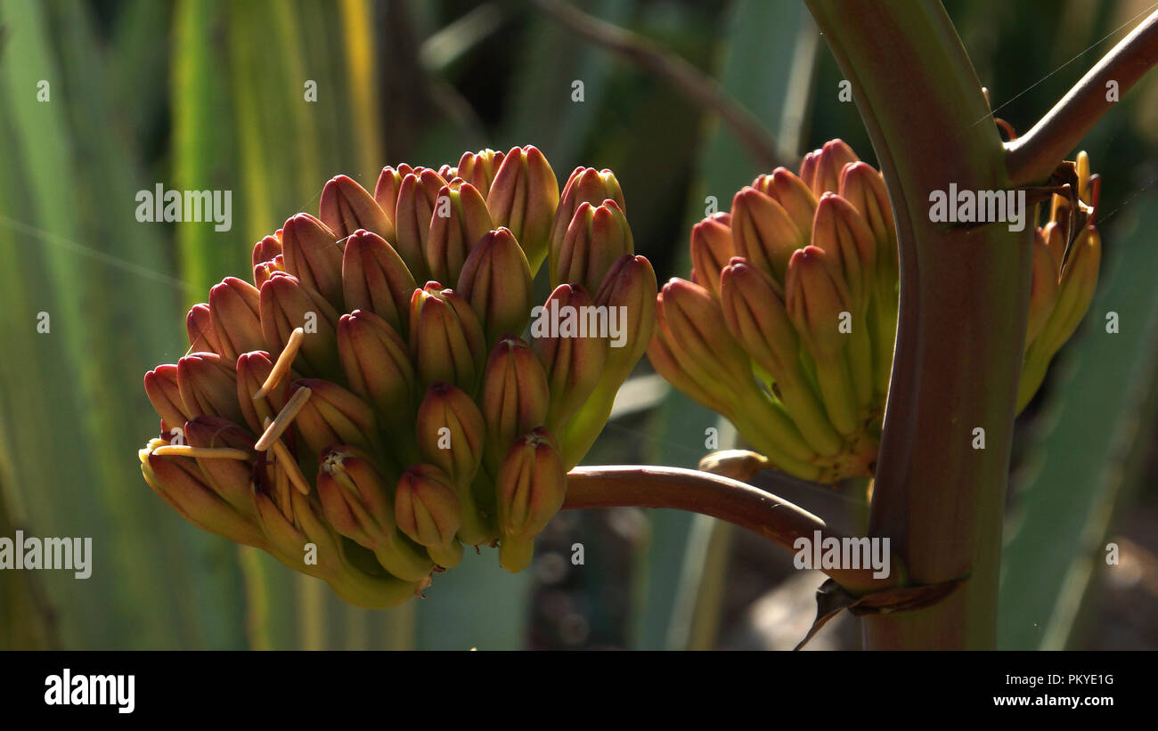 Agave plant in bloom Stock Photo - Alamy