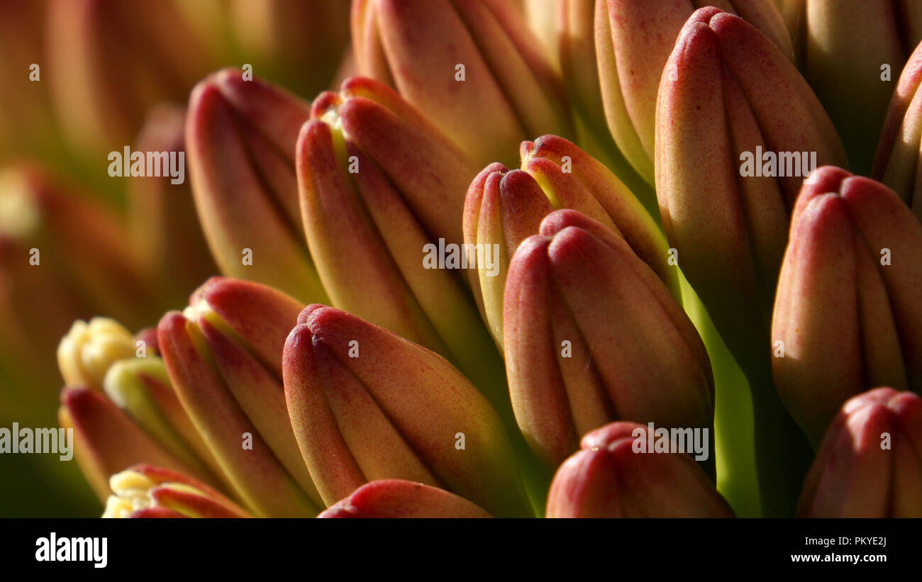 Agave plant in bloom Stock Photo - Alamy