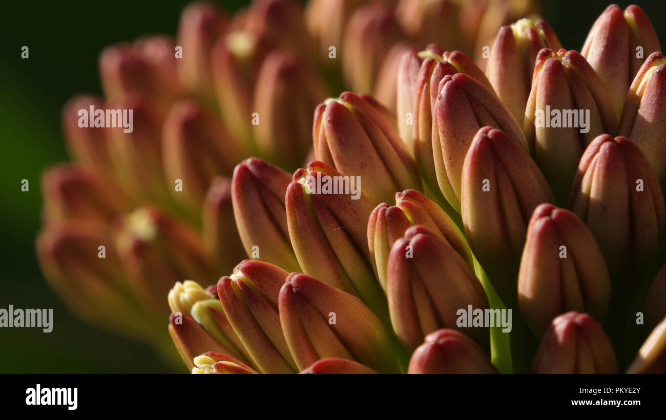 Agave plant in bloom Stock Photo - Alamy
