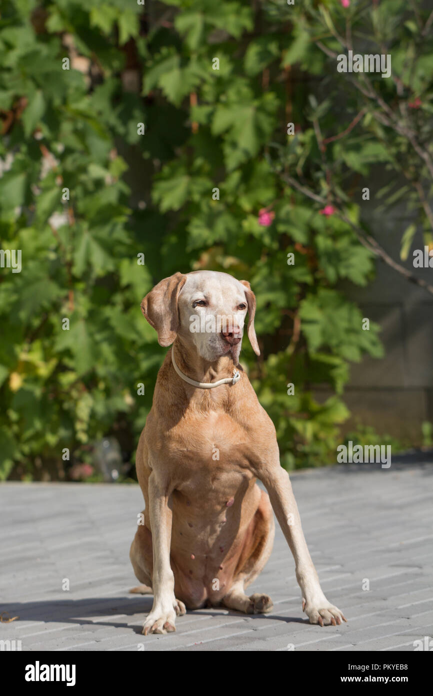 Old hunting dog hi-res stock photography and images - Alamy
