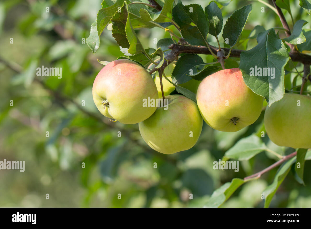 Apple tree fruit hi-res stock photography and images - Alamy