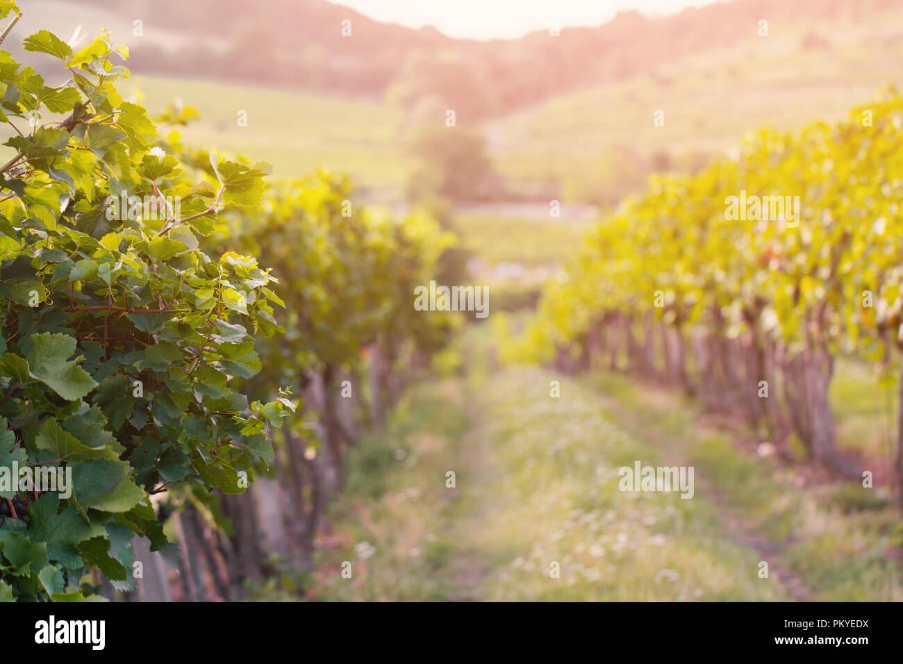 Beautiful vineyard landscape in hi-res stock photography and images - Alamy