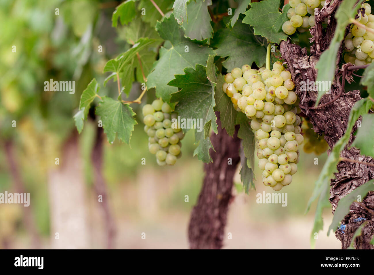 Grape vineyard in autumn hi-res stock photography and images - Alamy