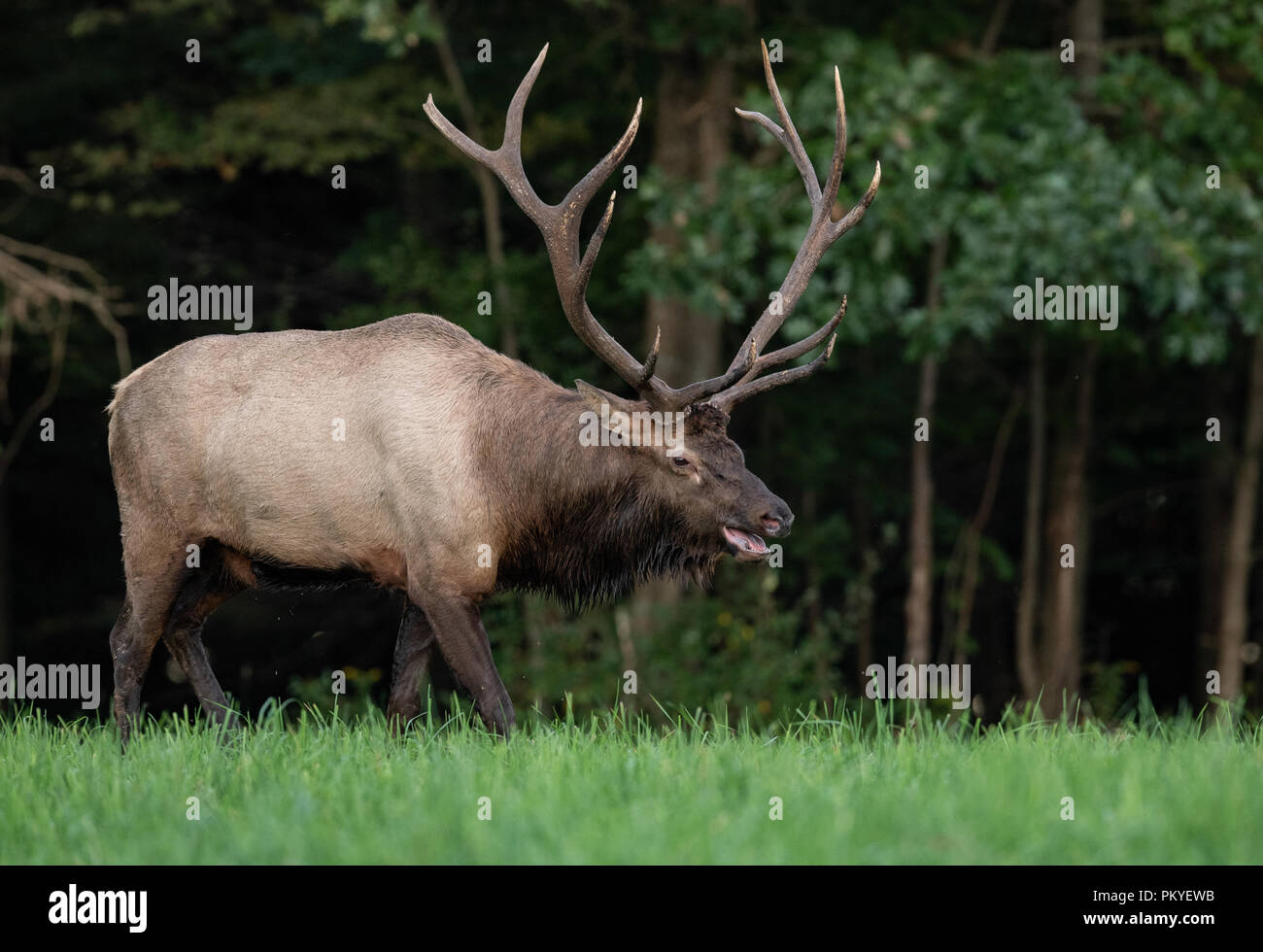 Cow elk hunt hi-res stock photography and images - Alamy