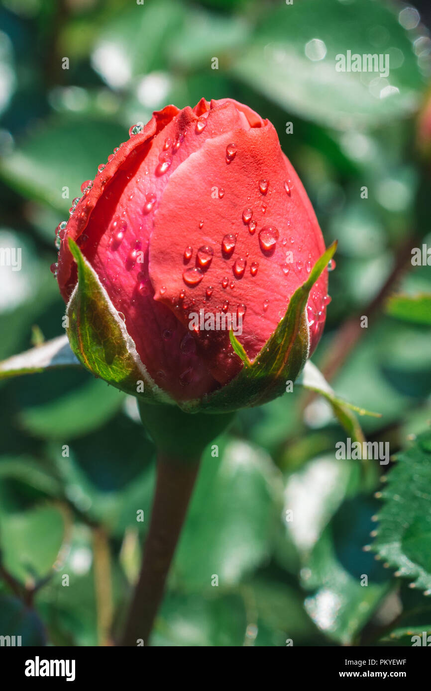 Blooming beautiful colorful rose bud in garden background Stock Photo ...