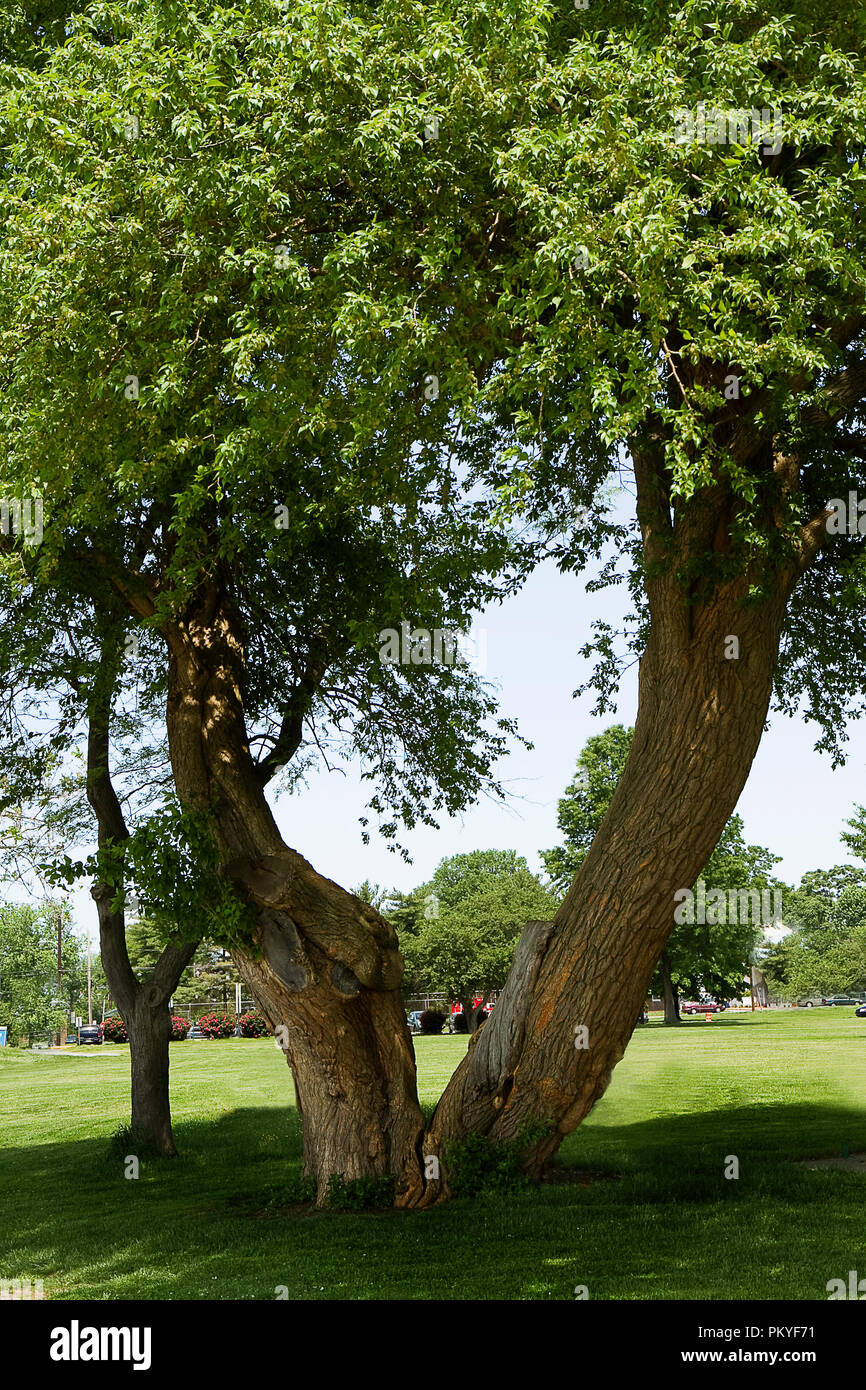 Beautiful Old Tree with two sections allowing view through center Stock ...