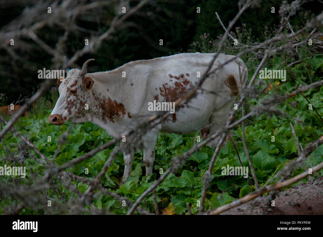 Blue horns hi-res stock photography and images - Alamy