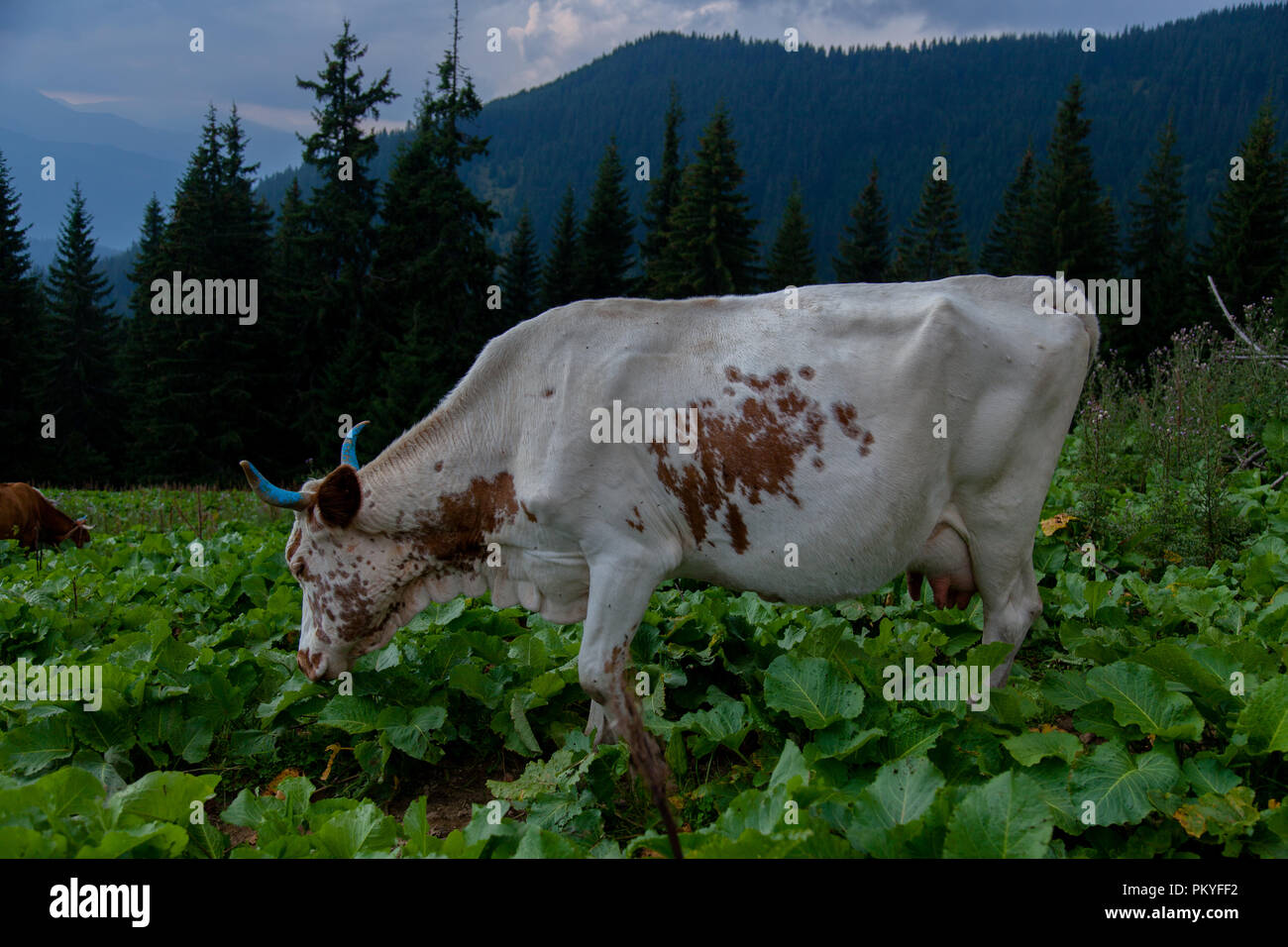 Blue horns hi-res stock photography and images - Alamy