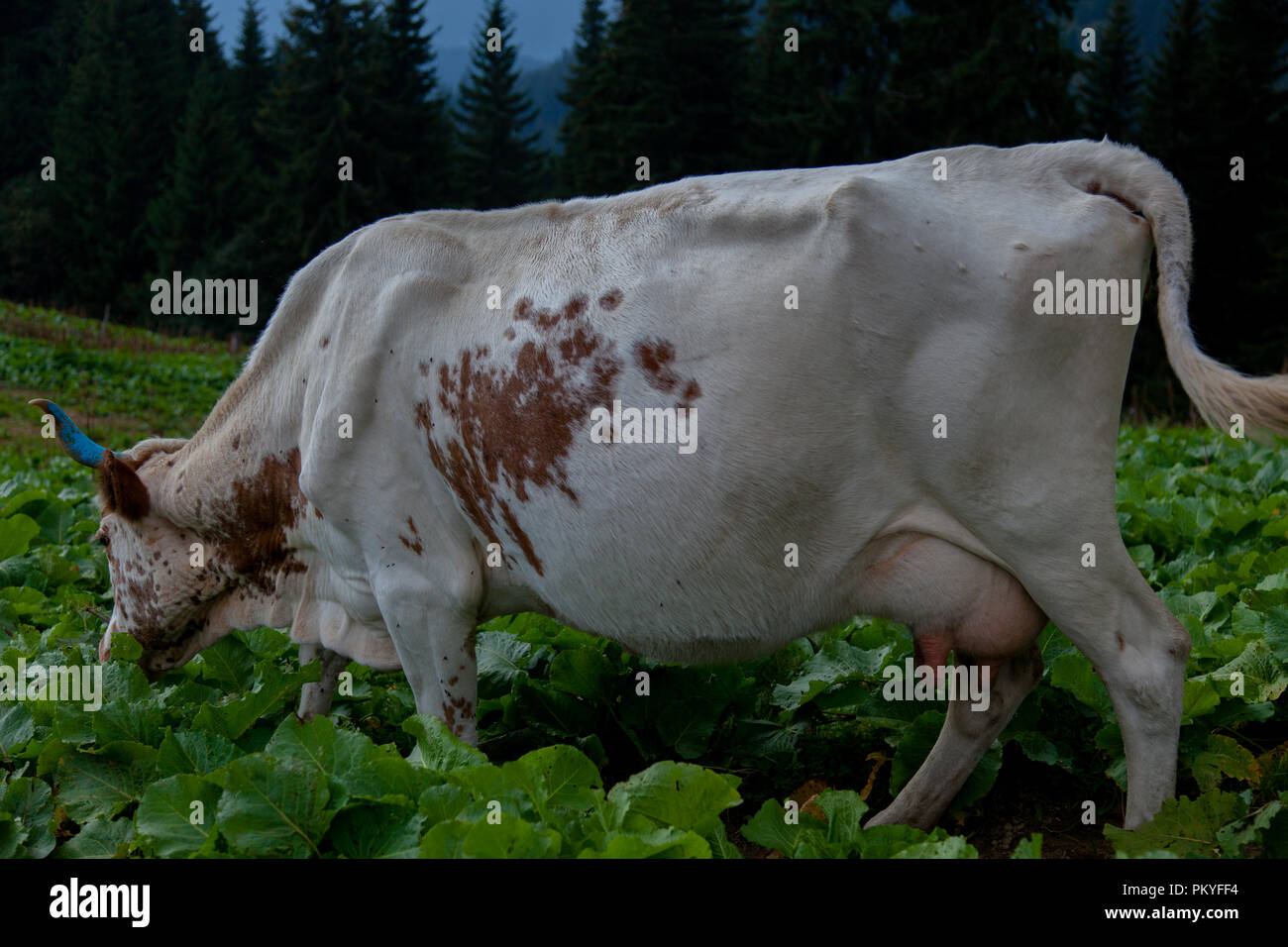 Blue horns hi-res stock photography and images - Alamy