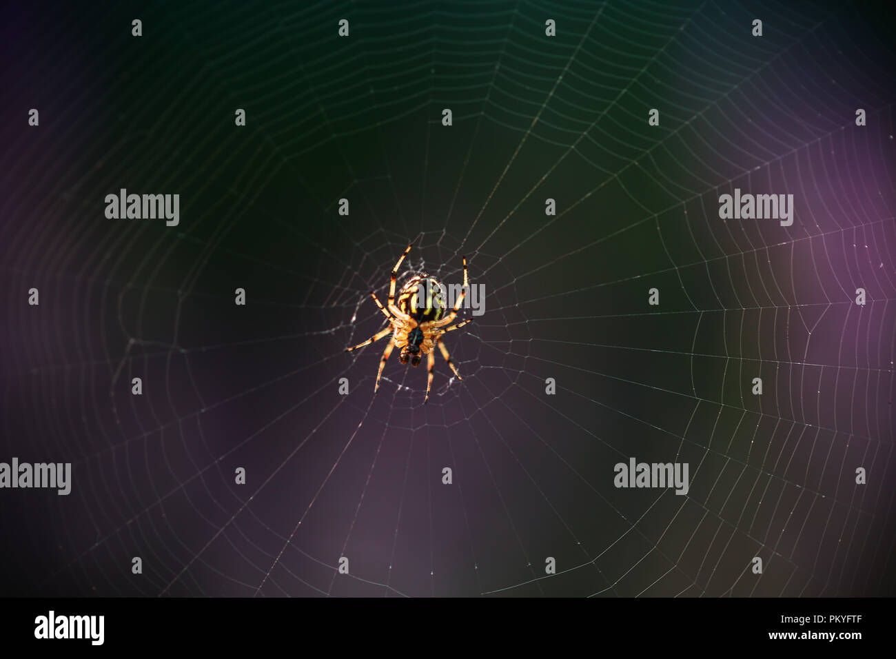 Spider thread hanging illustration hi-res stock photography and images ...