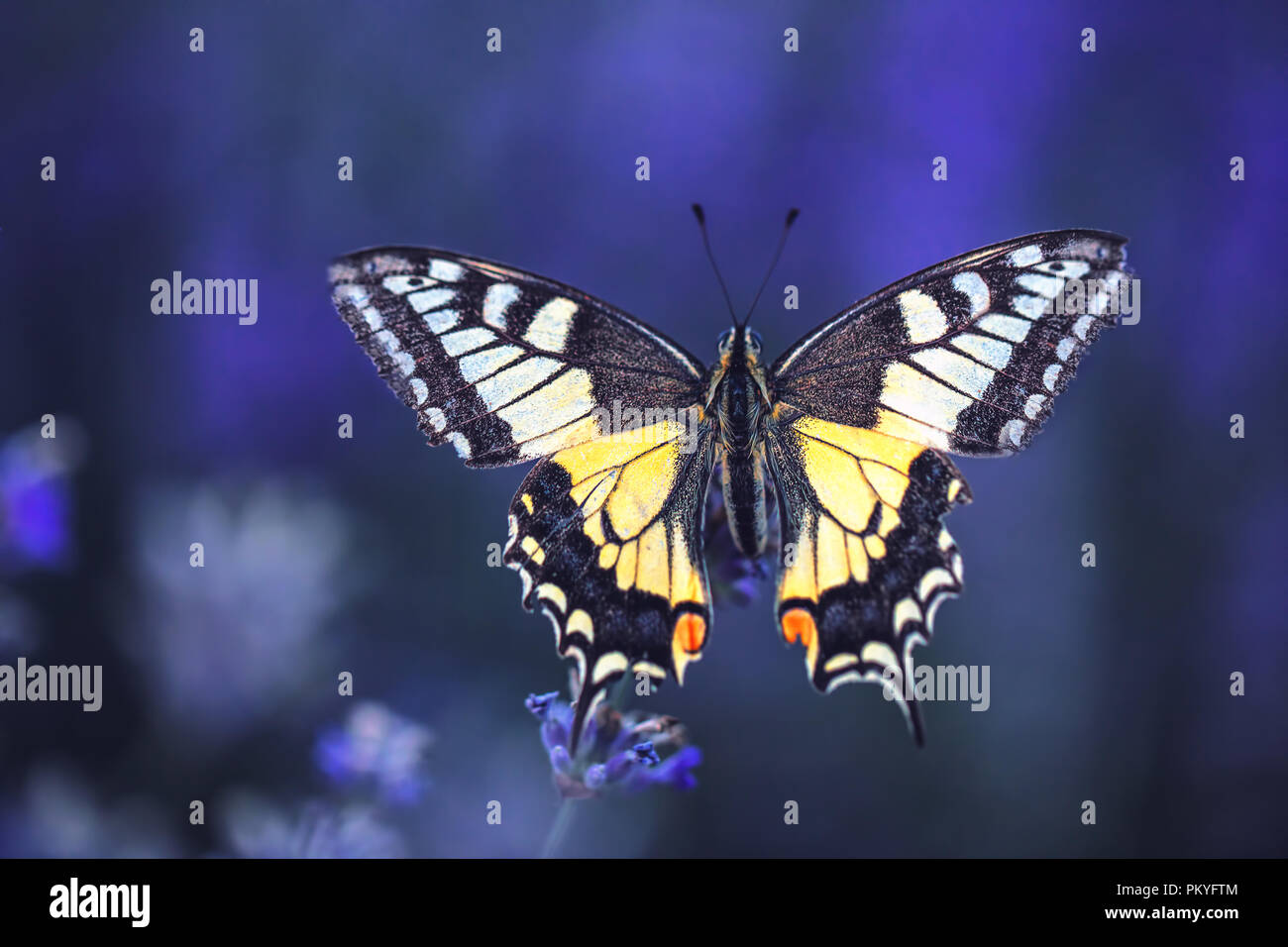 Lavender flowers with buterfly Stock Photo - Alamy