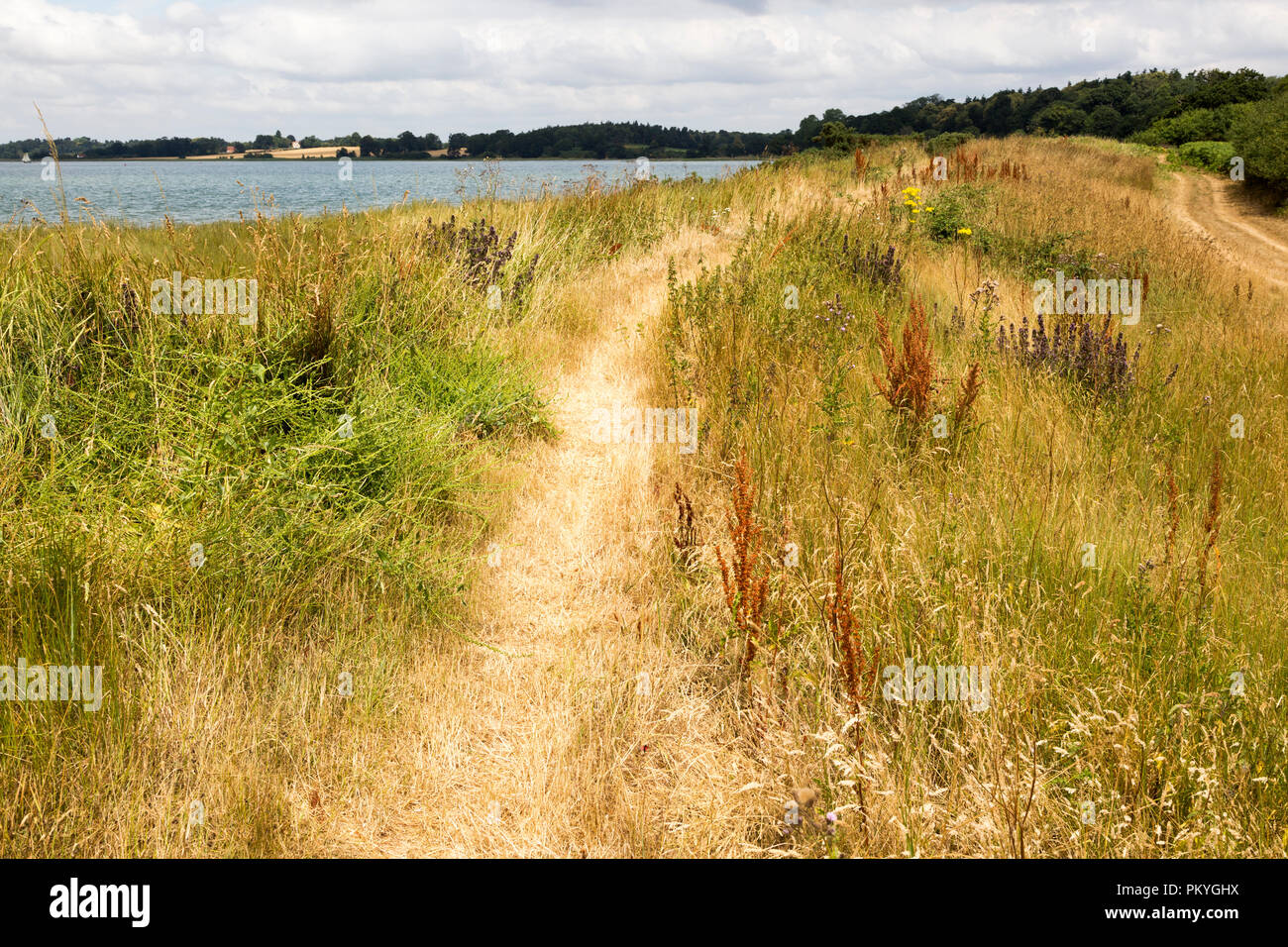 Summer landscape flood defence river wall path on River Deben tidal ...