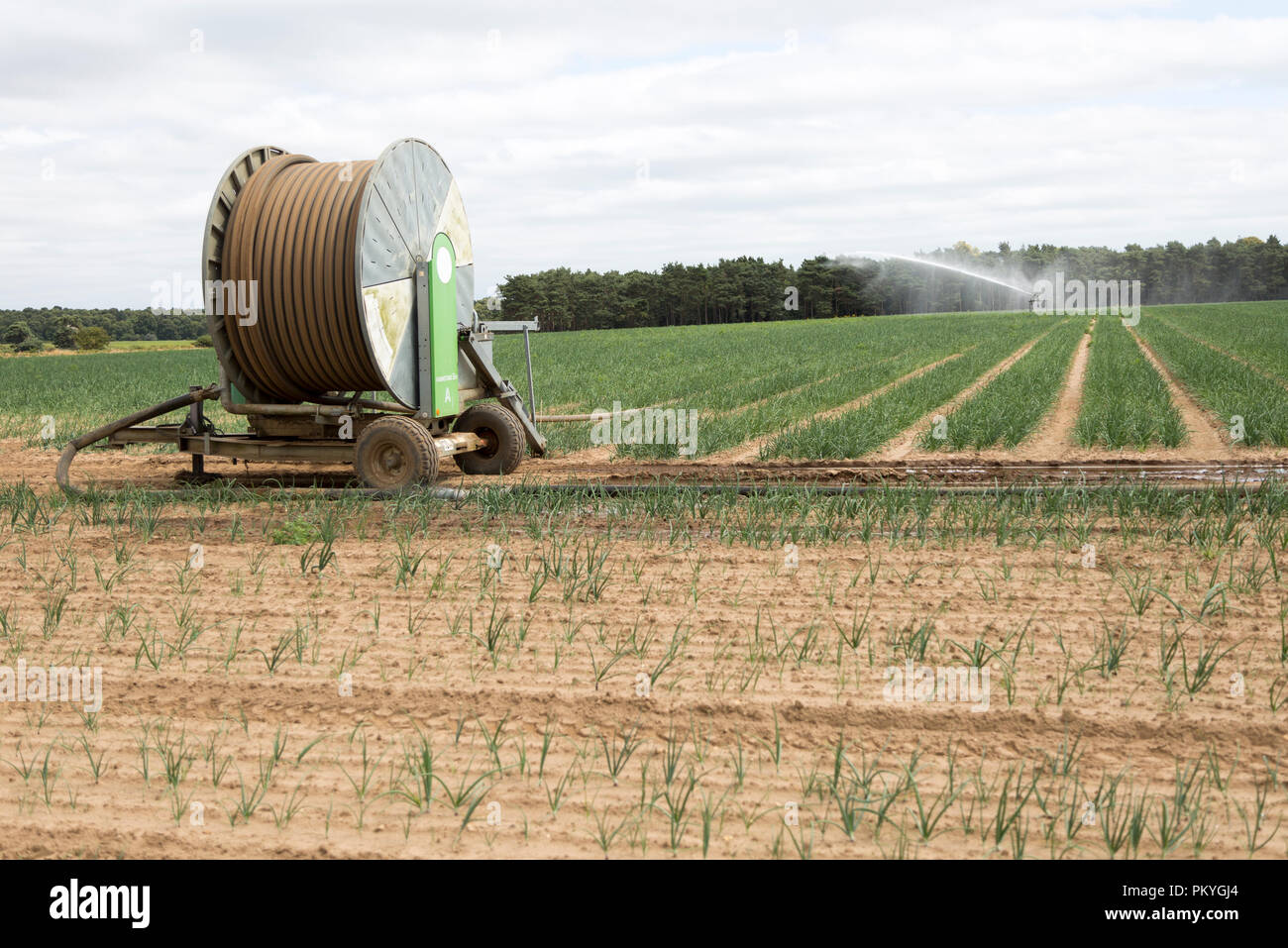 Irrigation sprayer machinery watering a crop of onions in a field ...