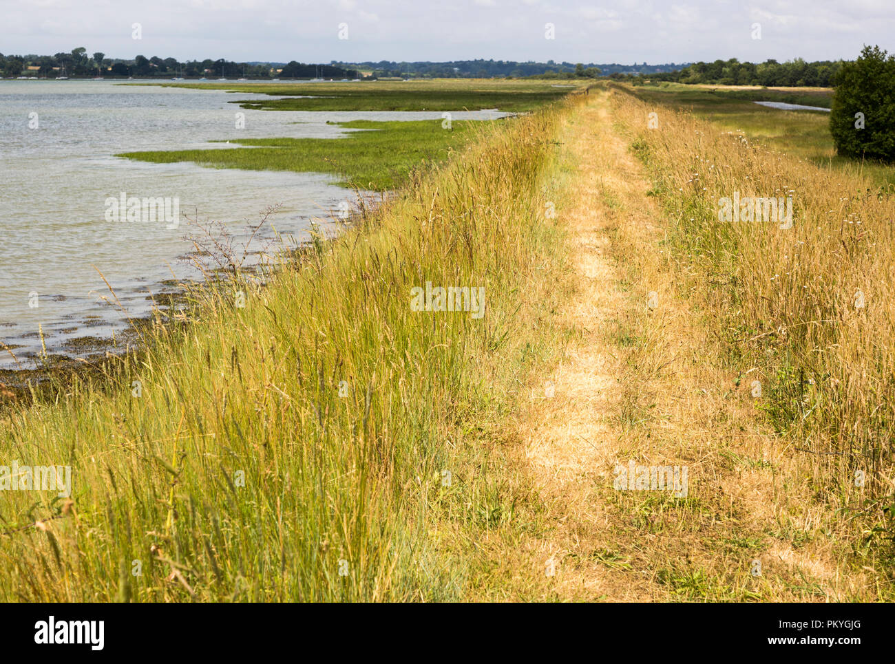 Summer landscape flood defence river wall path on River Deben tidal ...
