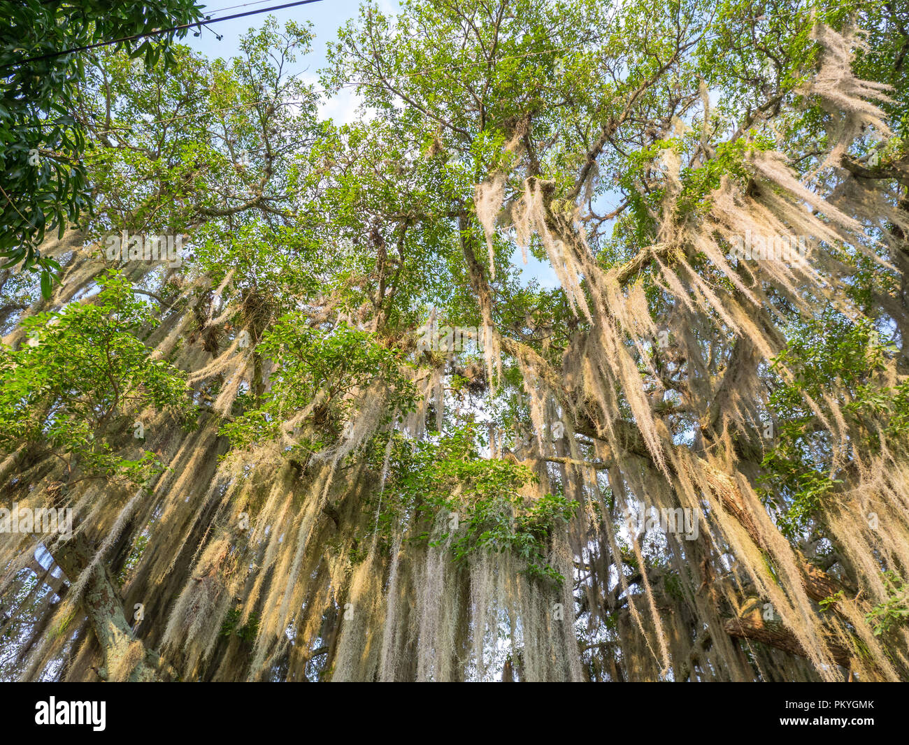Big tree in Baricara, Colombia Stock Photo - Alamy