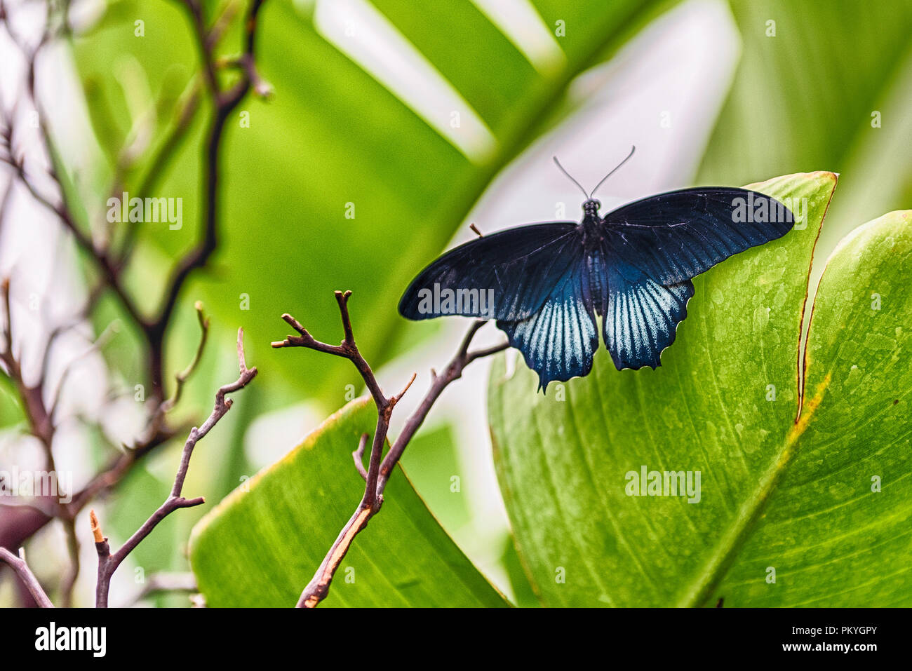 Papilio memnon, aka great Mormon is a tropical butterfly. Here shown ...