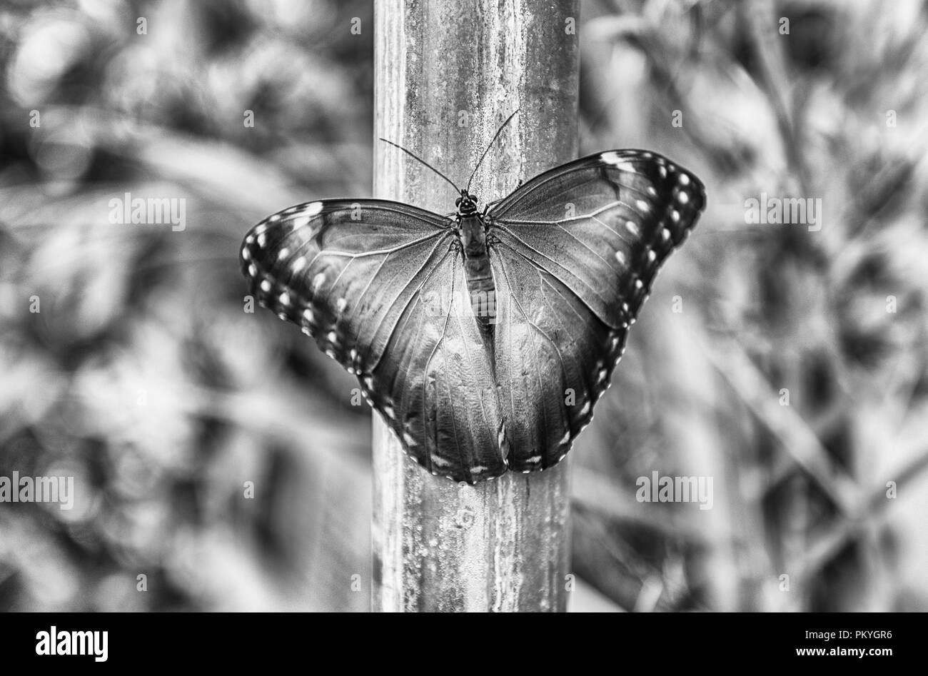 Morpho peleides, aka Peleides blue morpho or common morpho is a ...