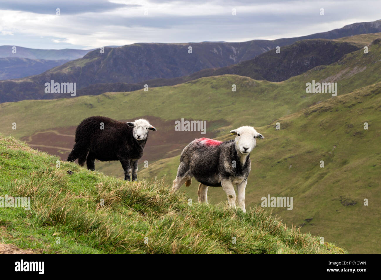 Herdwick ewe and lambs hi-res stock photography and images - Alamy
