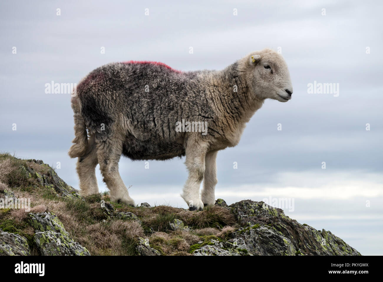 Sheep On A Hill High Resolution Stock Photography and Images - Alamy