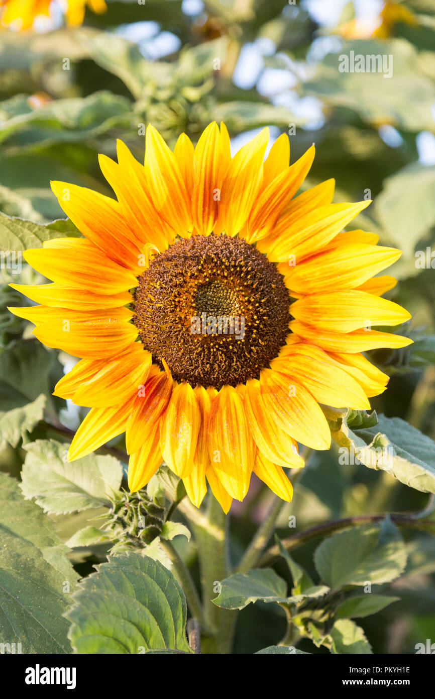 Helianthus yellow sun face head sunflower plant flower flowering close ...