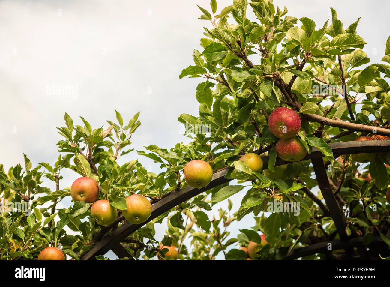 Apple arch hi-res stock photography and images - Alamy