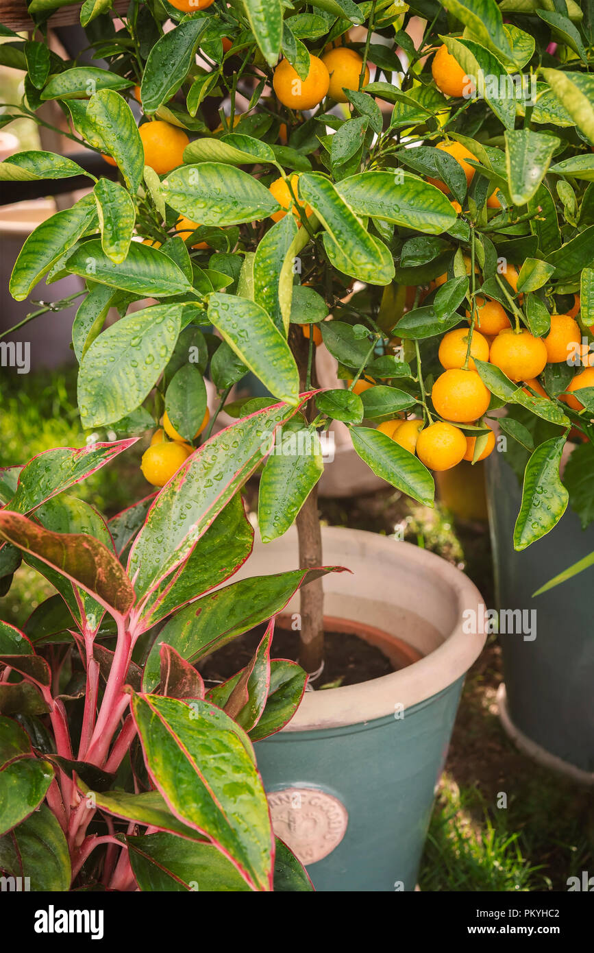 Miniature citrus trees in ceramic pot Stock Photo - Alamy