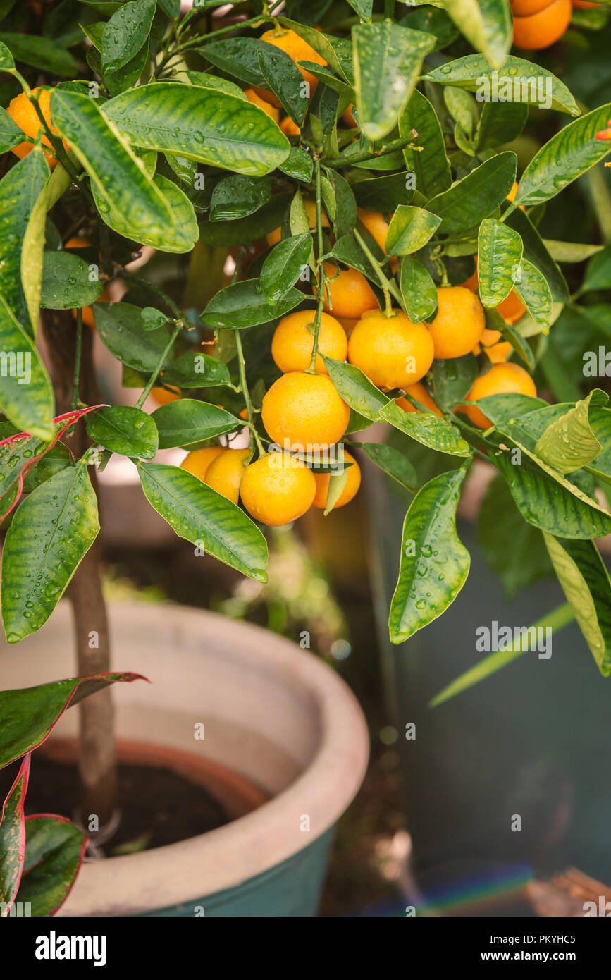 Potted citrus tree hi-res stock photography and images - Alamy