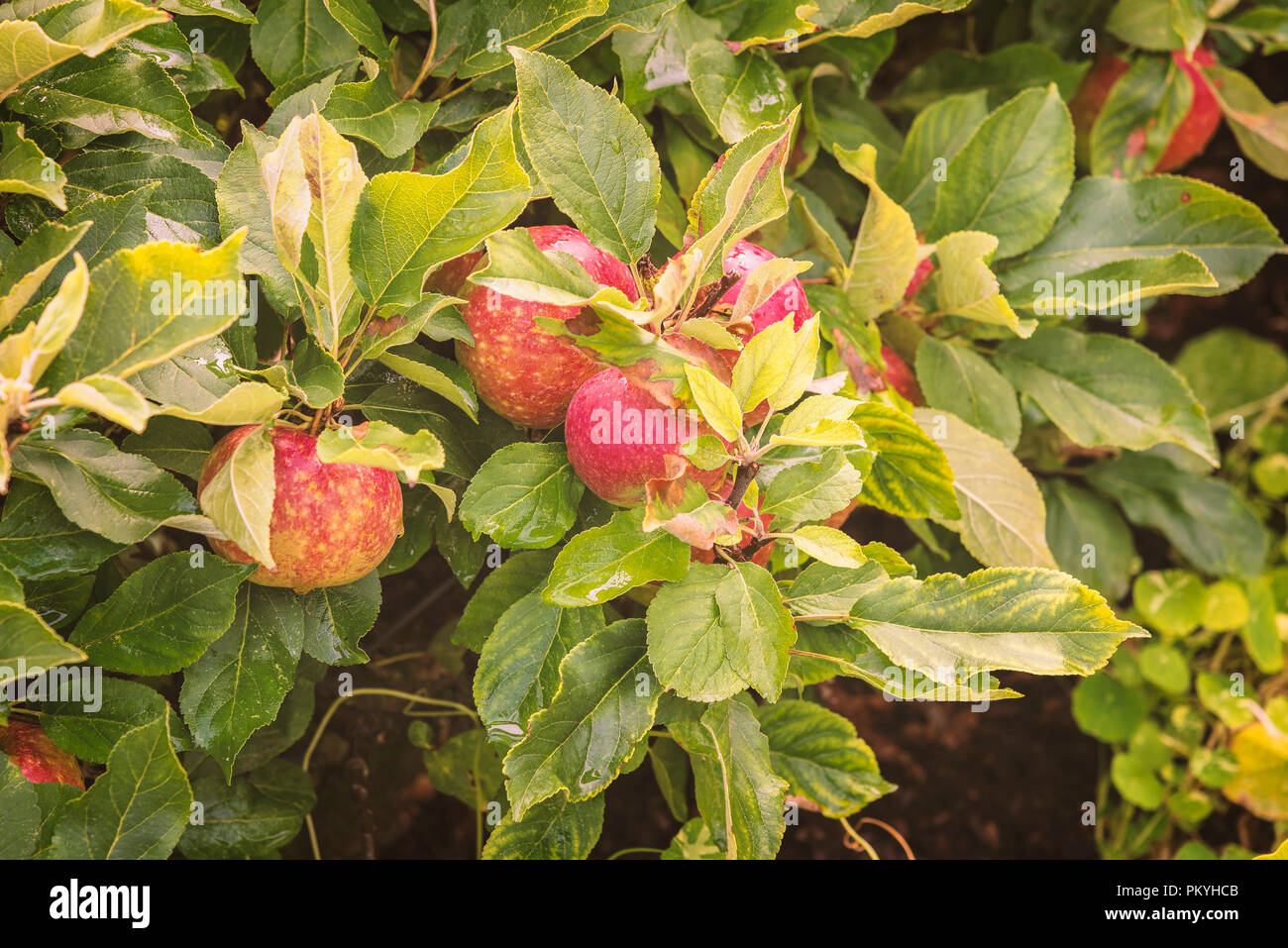 Apple tree fruit nature organic hi-res stock photography and images - Alamy