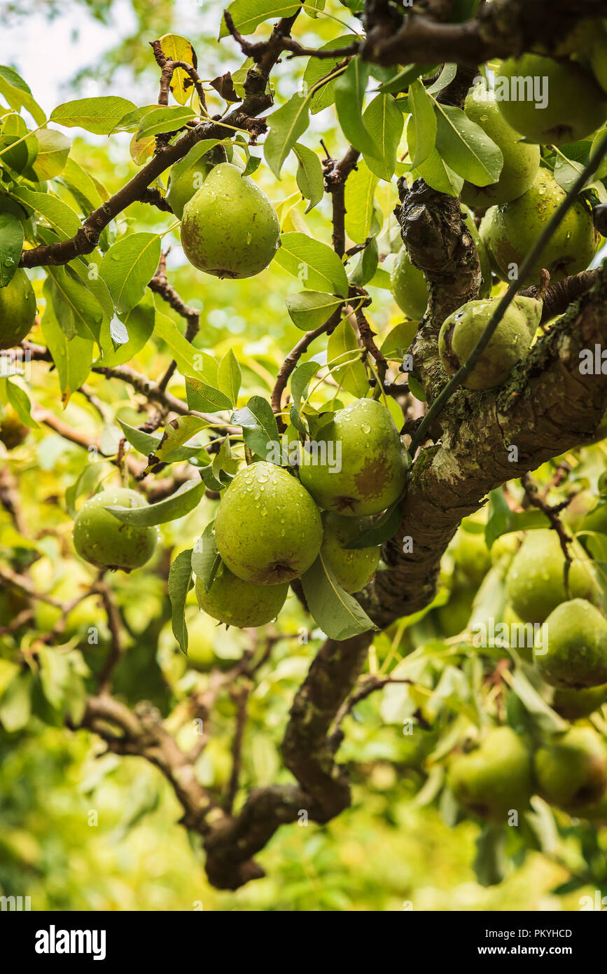 Pears on tree hi-res stock photography and images - Alamy