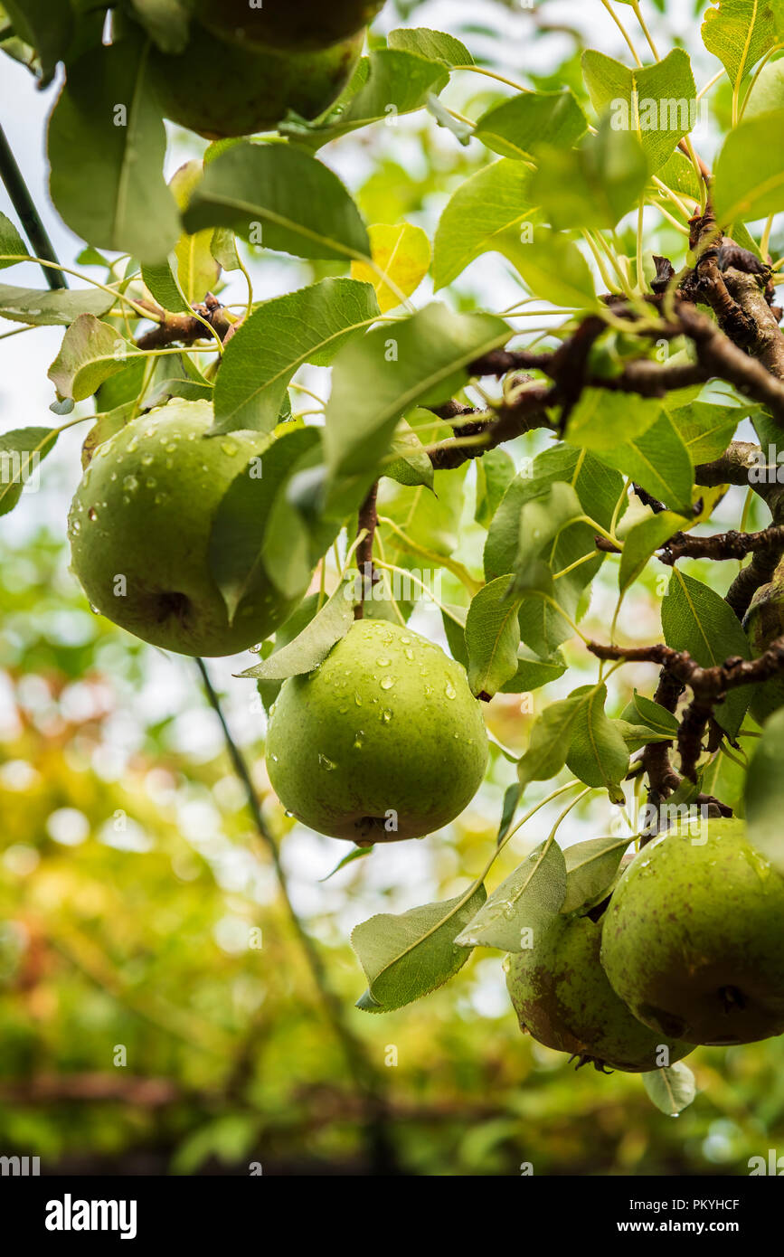 Bunch pears on tree hi-res stock photography and images - Alamy