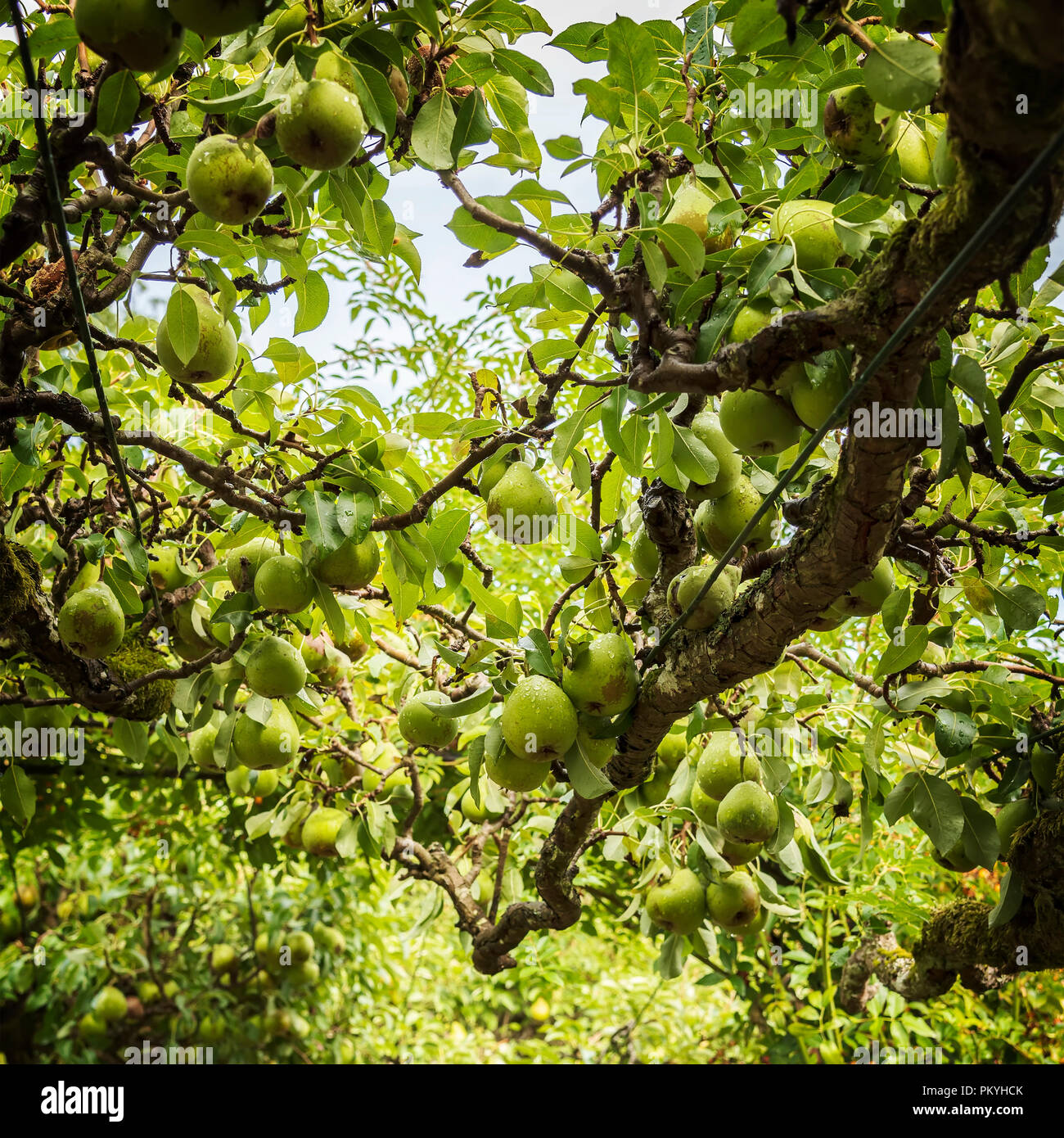 Orchard food detail hi-res stock photography and images - Alamy