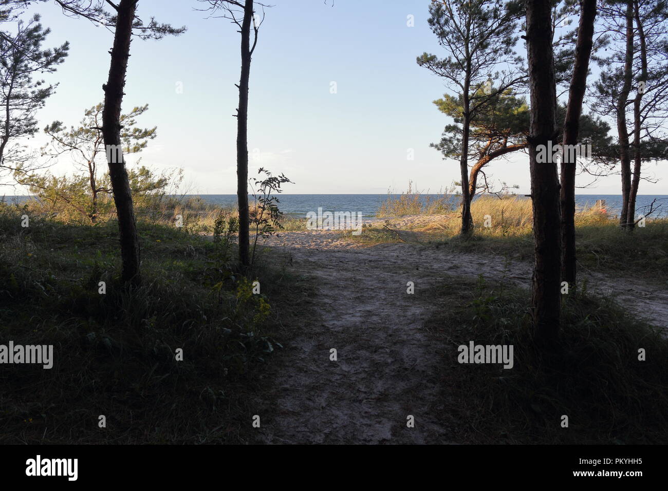 Sandy footpath to the beach and open sea with trees and beach grass in ...