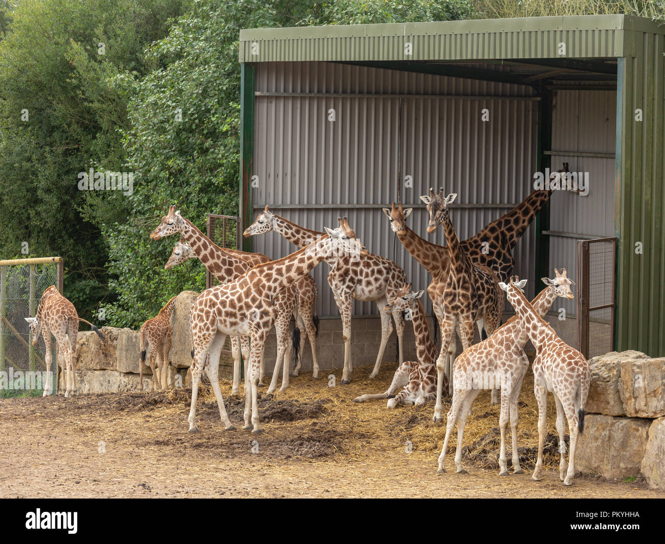 Longleat Safari Park, drive through, 14th September 2018, a wonderful ...