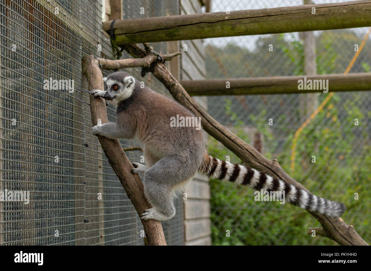 Longleat Safari Park, drive through, 14th September 2018, a wonderful ...