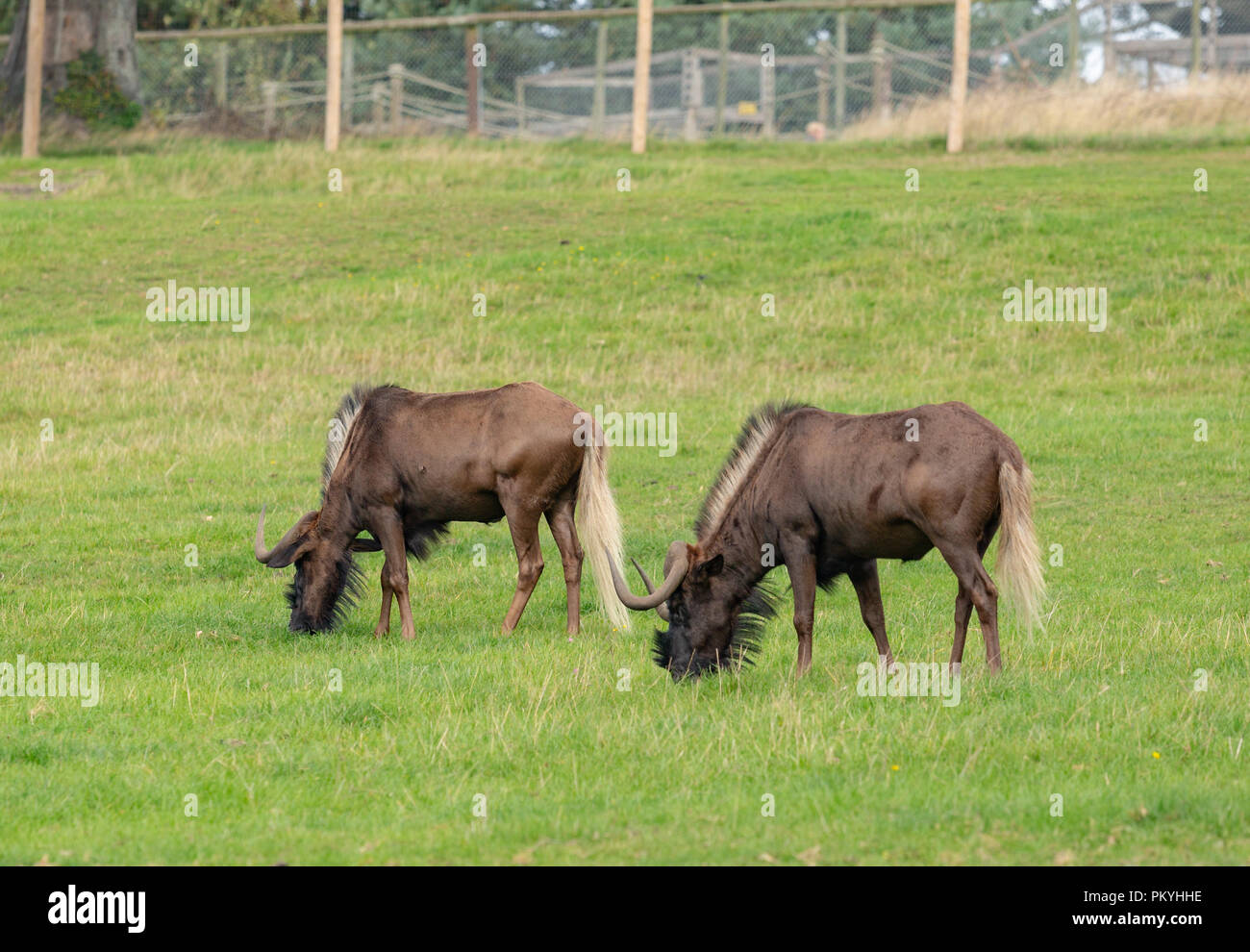 Longleat Safari Park, drive through, 14th September 2018, a wonderful ...