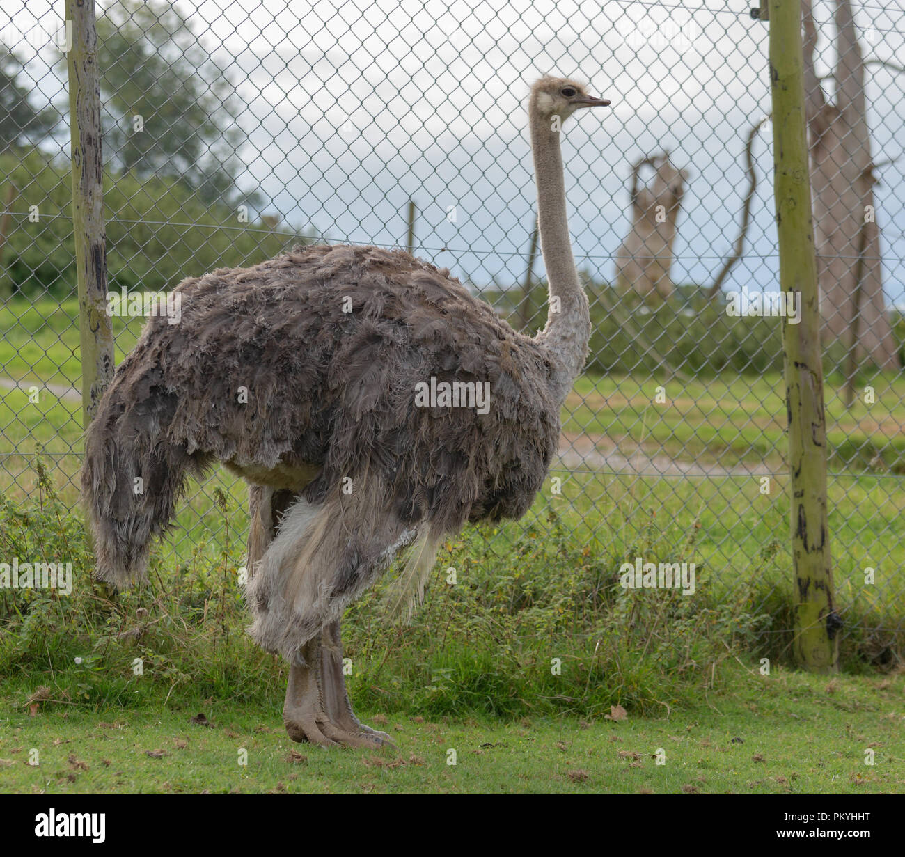Longleat Safari Park, drive through, 14th September 2018, a wonderful ...