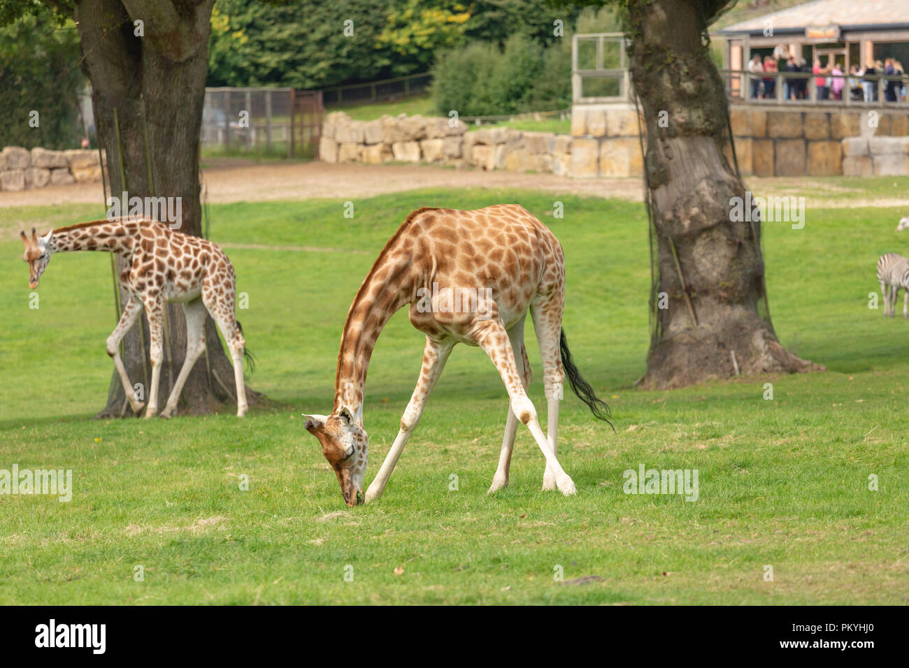 Longleat Safari Park, drive through, 14th September 2018, a wonderful ...