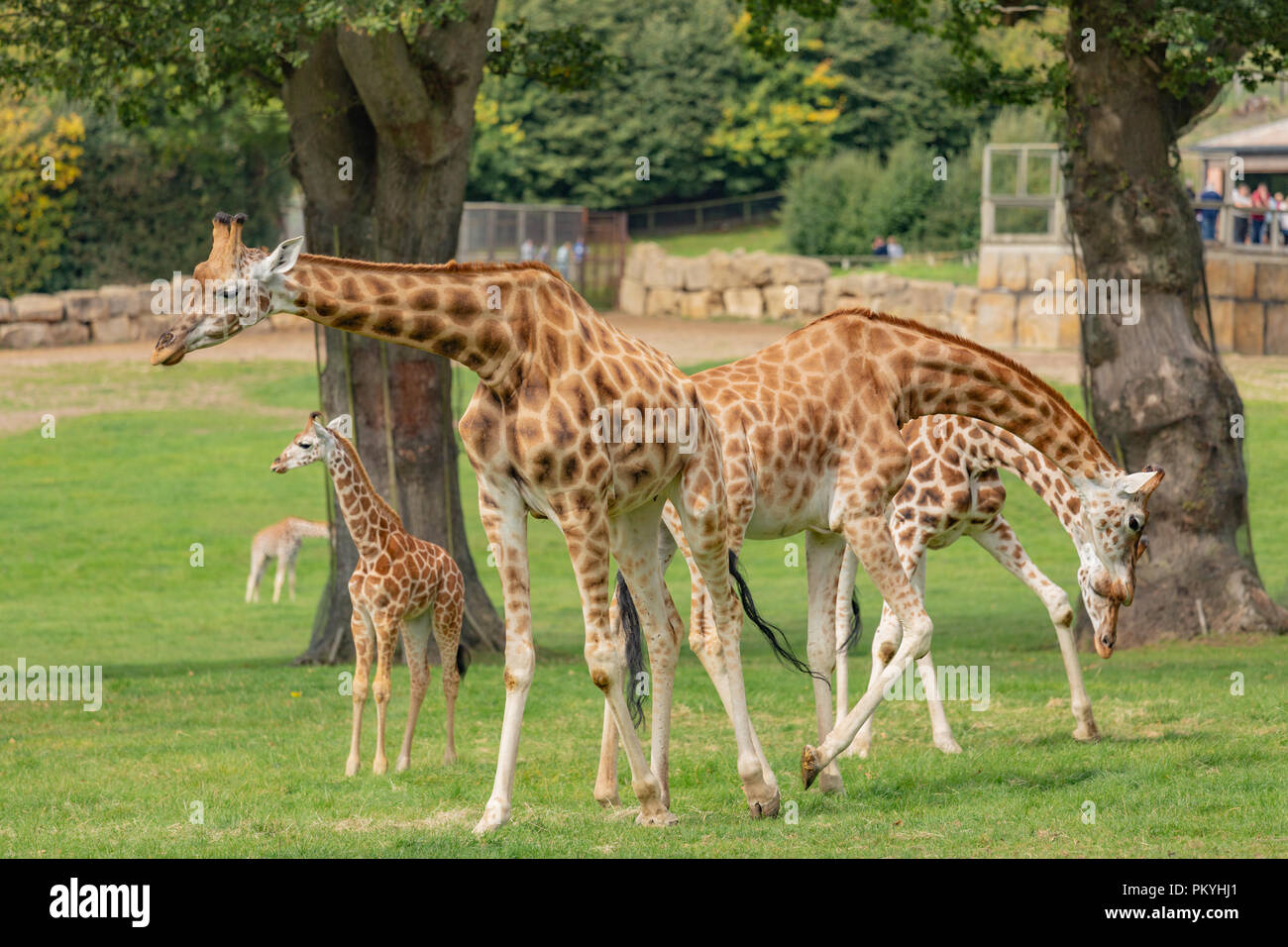 Longleat giraffe hi-res stock photography and images - Alamy