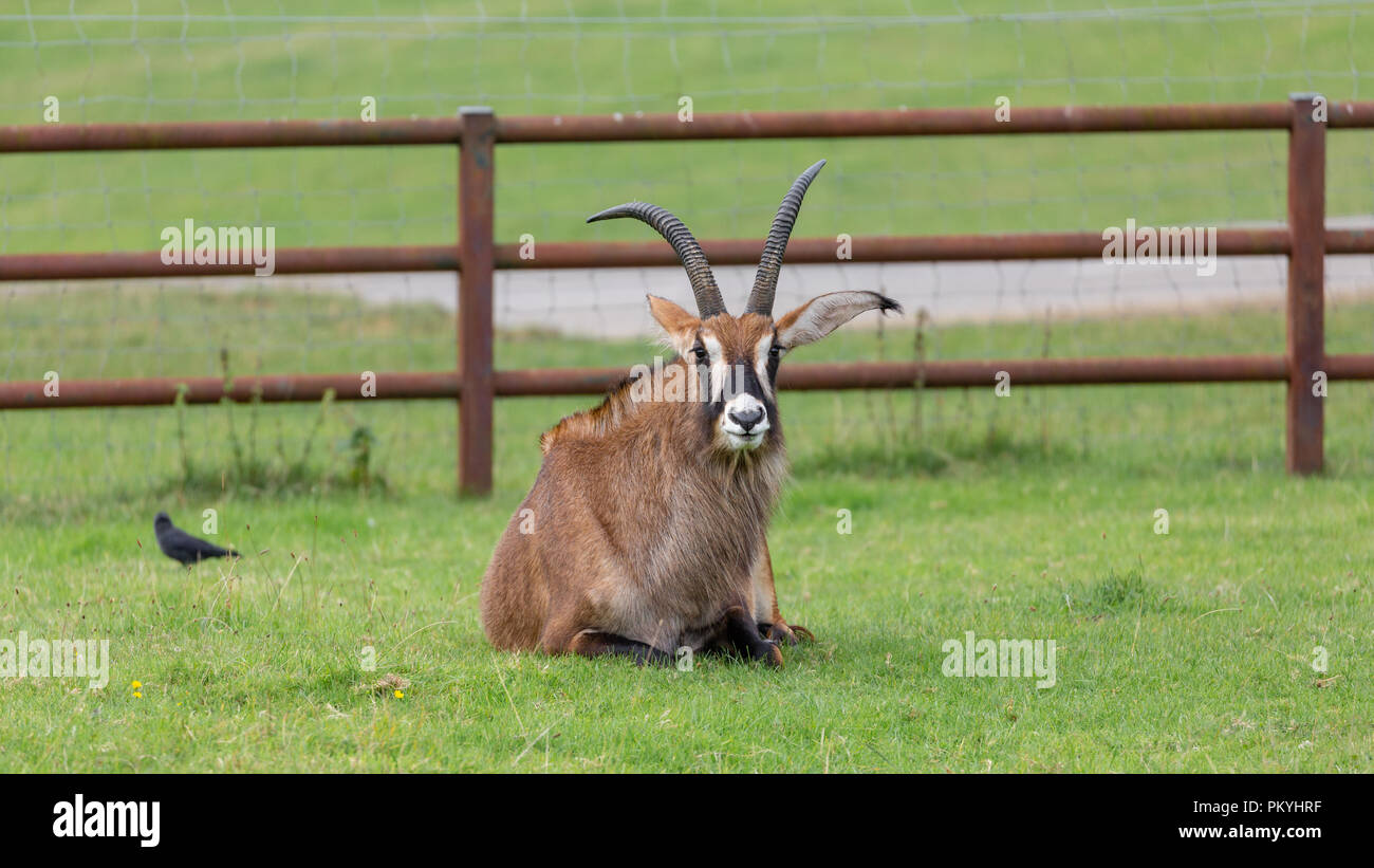 Longleat safari park cars hi-res stock photography and images - Alamy