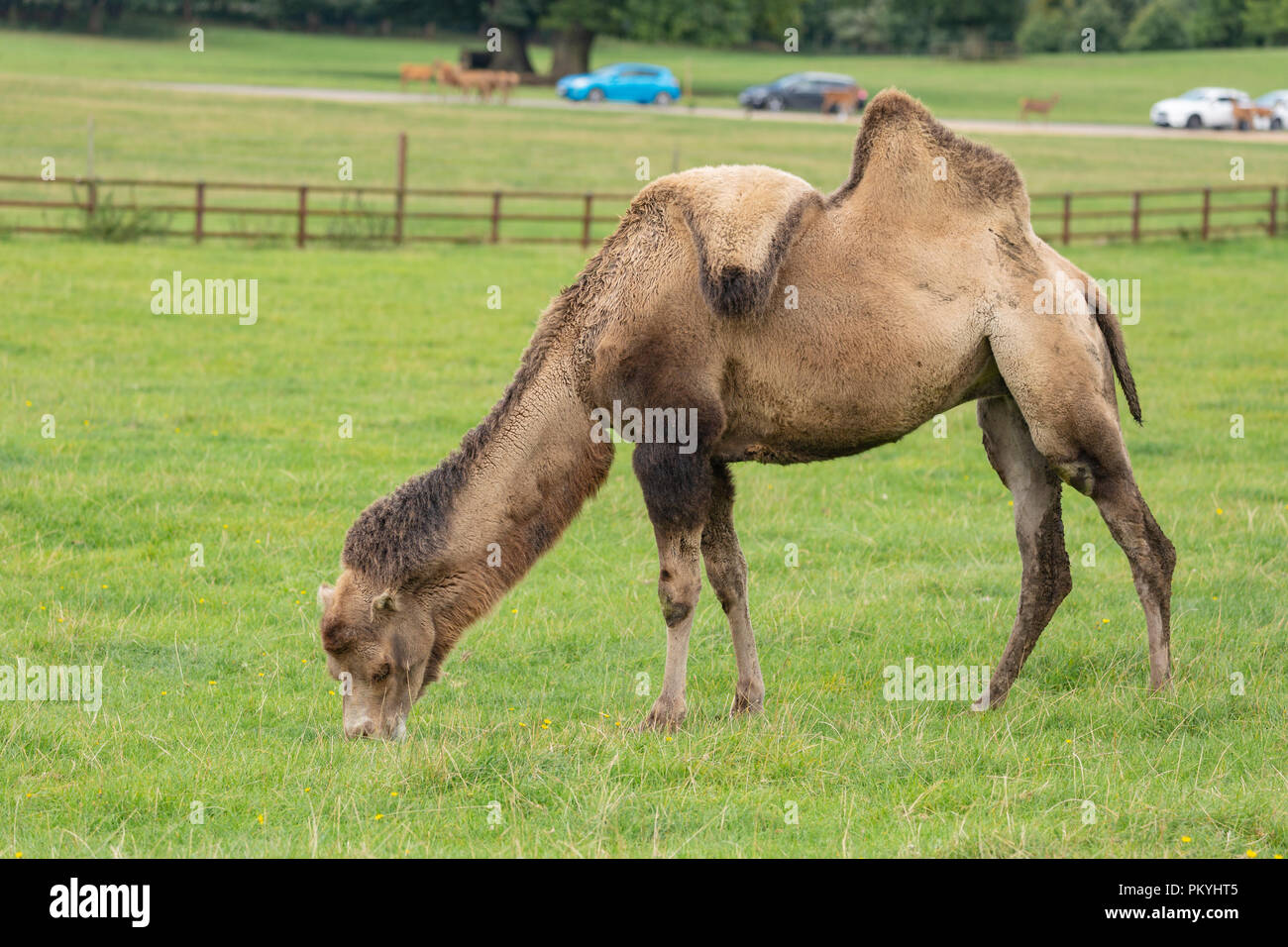Longleat Safari Park, drive through, 14th September 2018, a wonderful ...