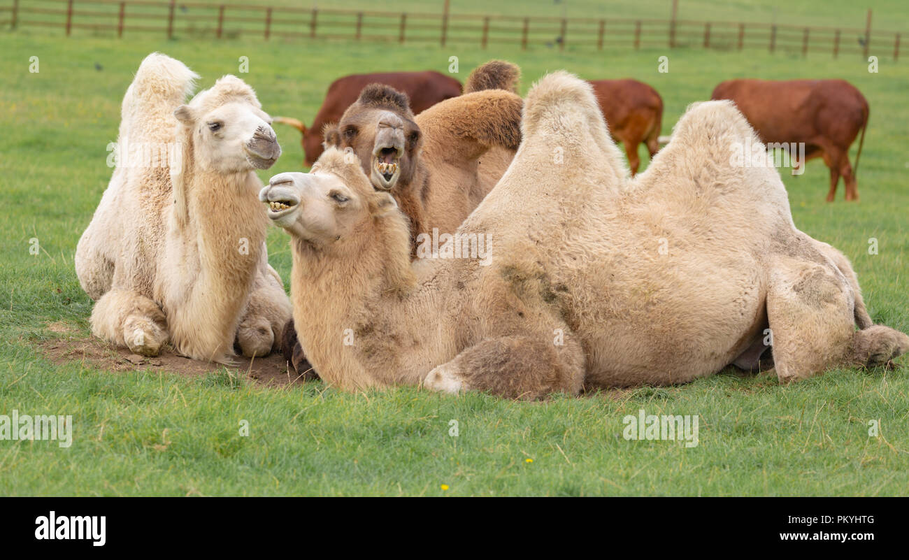 Longleat Safari Park, drive through, 14th September 2018, a wonderful ...