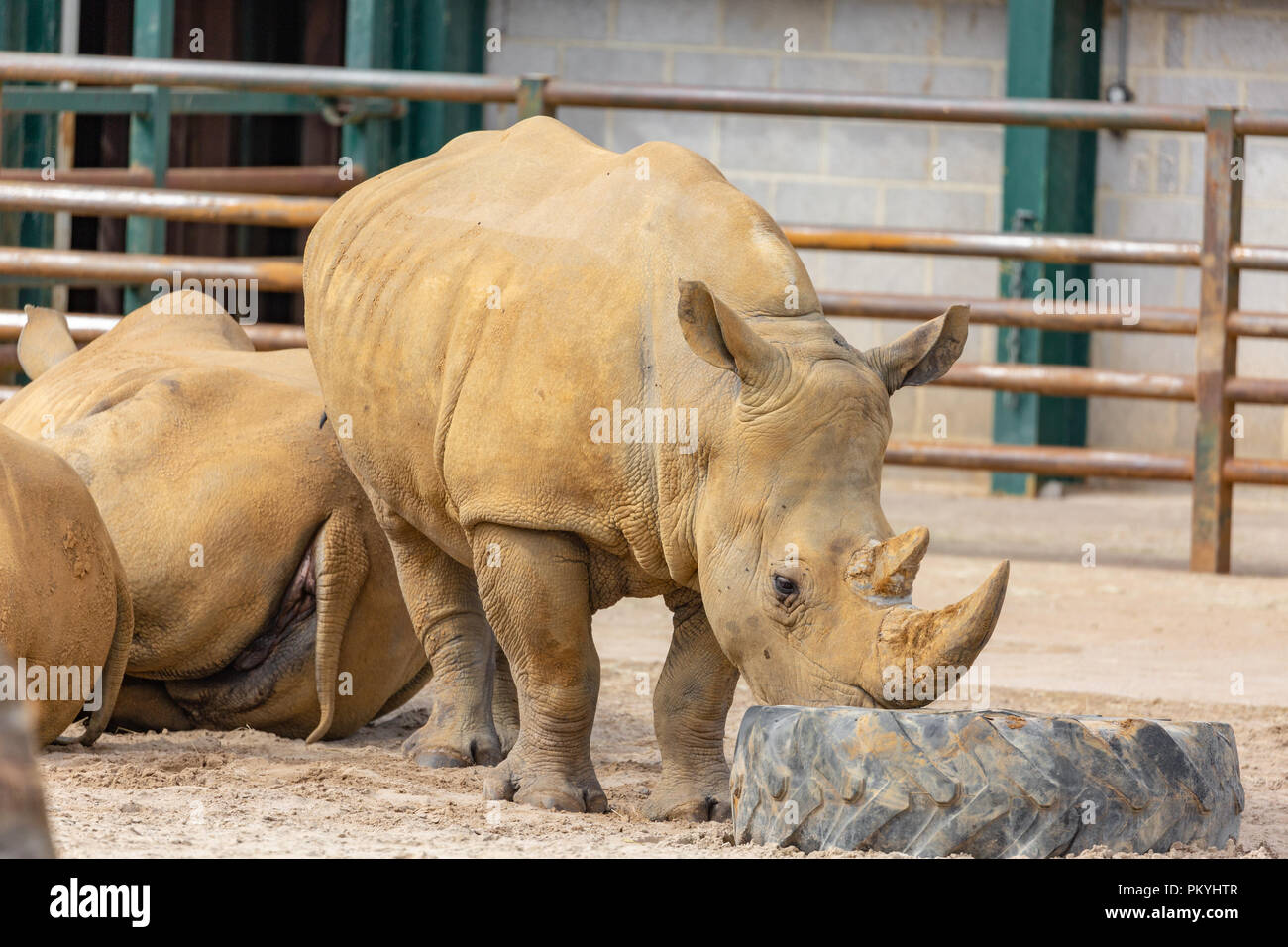 Longleat Safari Park, drive through, 14th September 2018, a wonderful ...