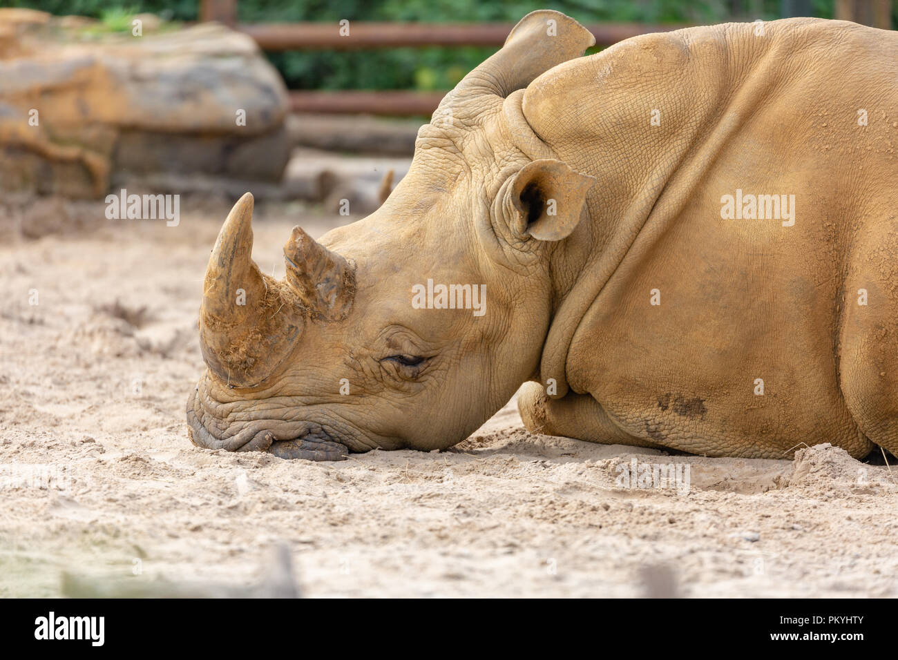 Longleat Safari Park, drive through, 14th September 2018, a wonderful ...