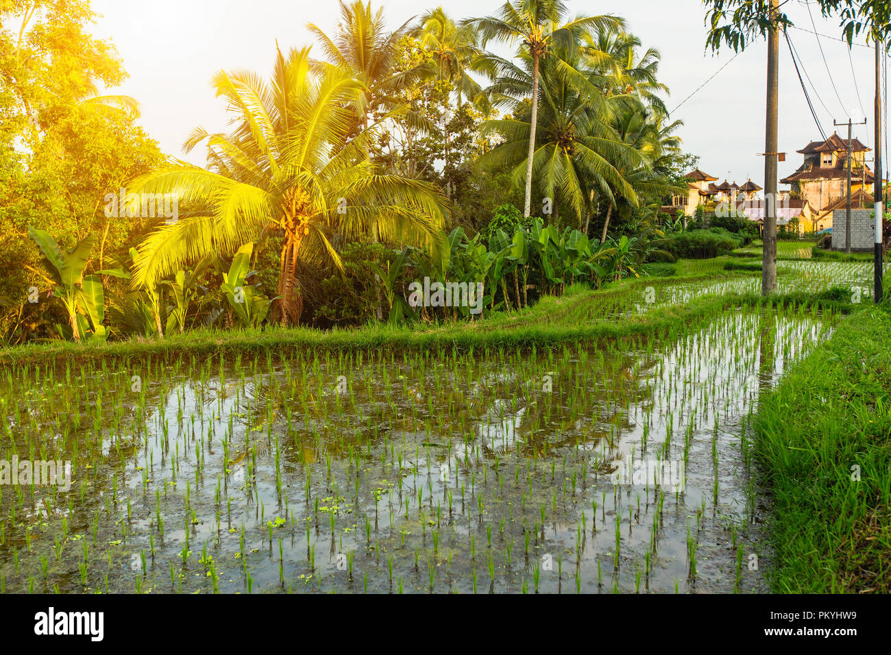 Green rice terraces and houses in Bali island, Indonesia Stock Photo ...