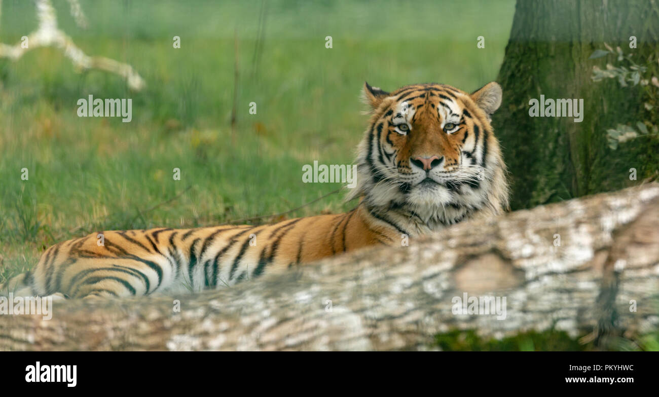 Longleat Safari Park, drive through, 14th September 2018, a wonderful ...