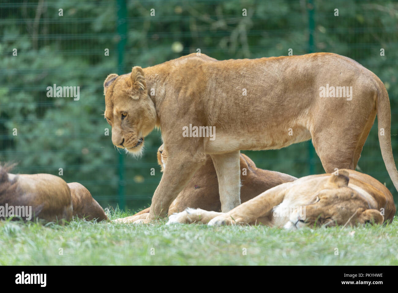 Longleat safari park tiger hi-res stock photography and images - Alamy