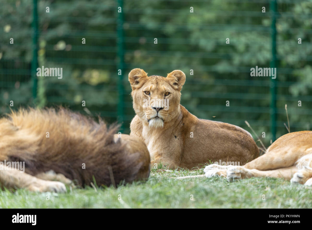 Longleat the lion king hi-res stock photography and images - Alamy