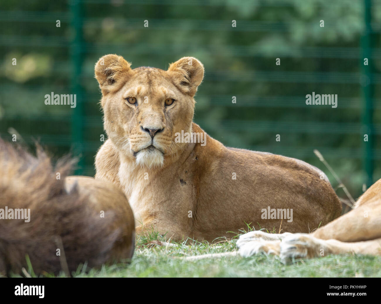 Longleat Safari Park, drive through, 14th September 2018, a wonderful ...