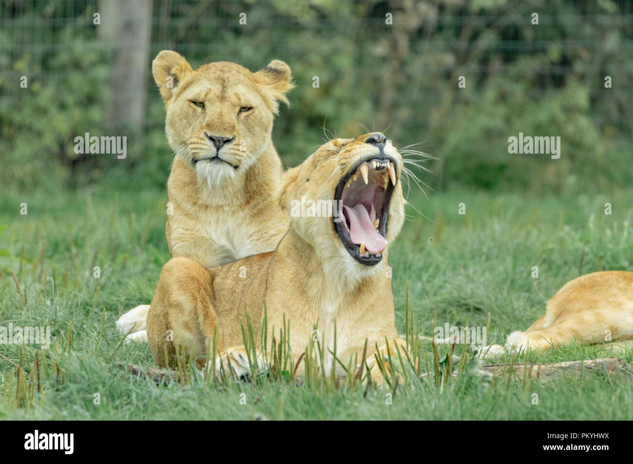 Longleat safari park tiger hi-res stock photography and images - Alamy
